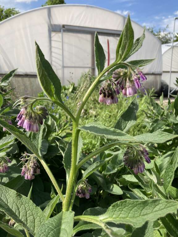 Garden Organic - Discover organic growing