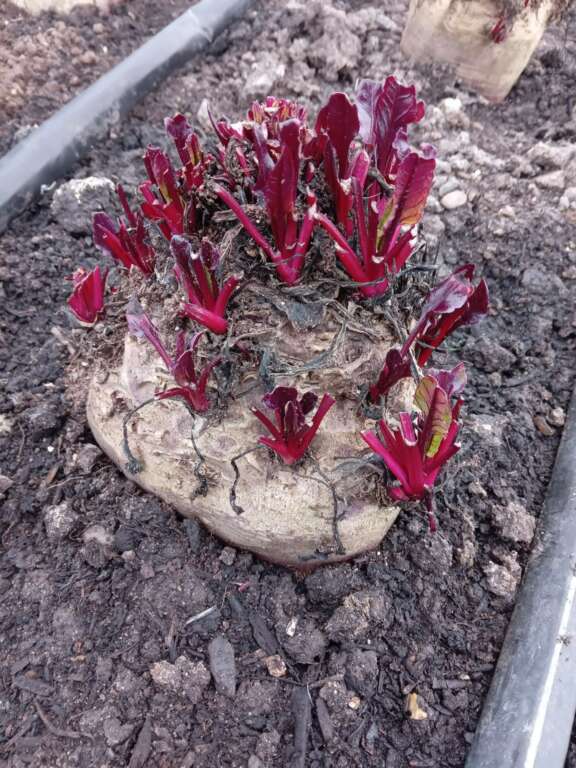 Garden Organic | This year's Heritage Seed Library seed trials