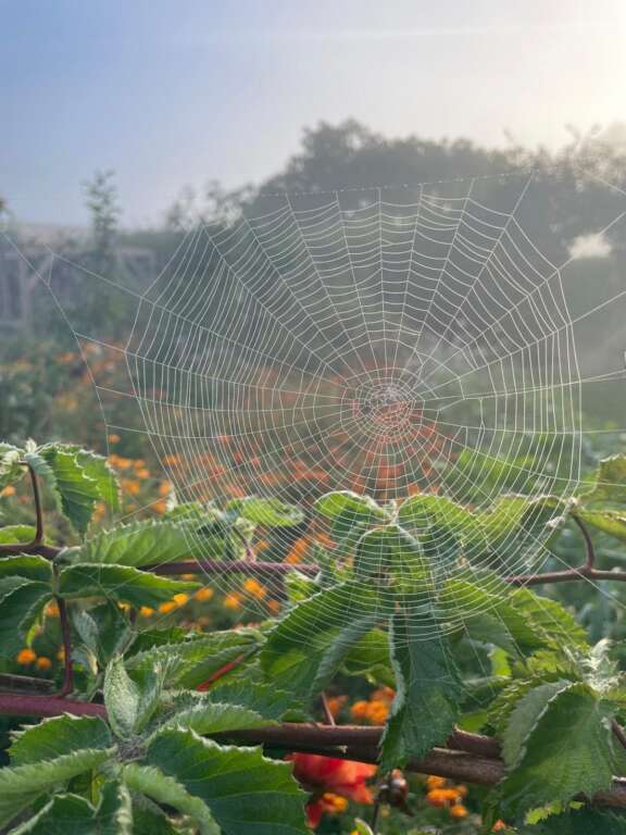 Support your garden spiders | Garden Organic