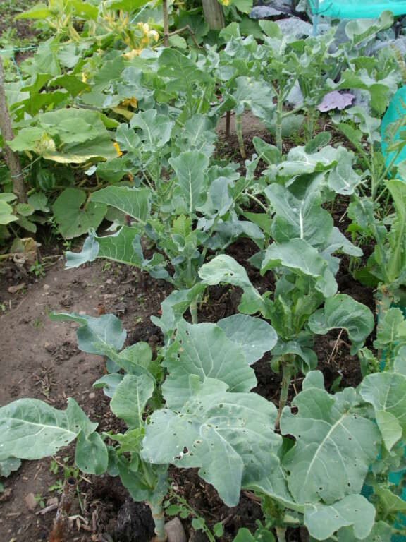 Garden Organic | African kale, chomolia, covo