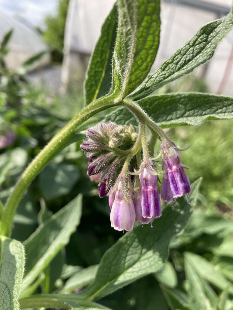 Garden Organic | Comfrey (Symphytum): Everything you need to know