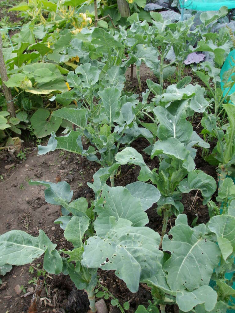 Garden Organic | African kale, chomolia, covo