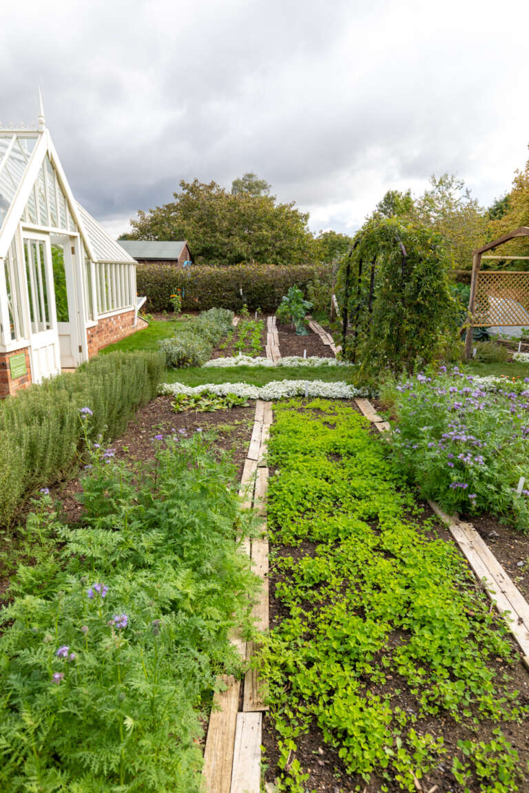 Garden Organic | Green manures