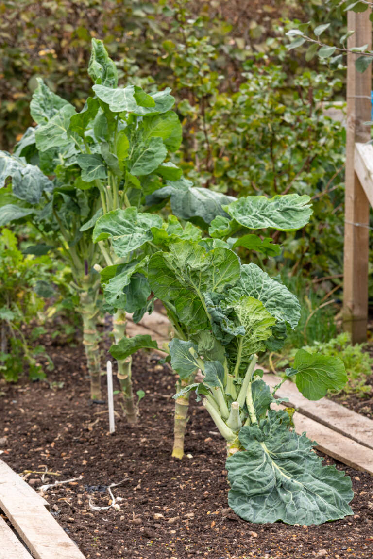 Garden Organic | Perennial vegetables