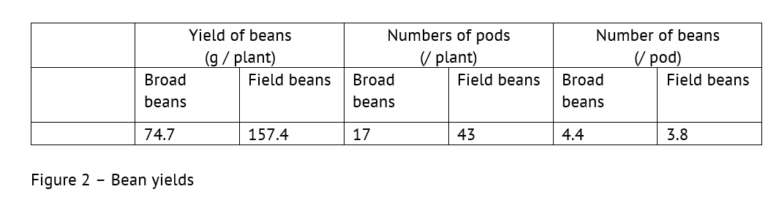 Garden Organic | Growing field beans for human consumption