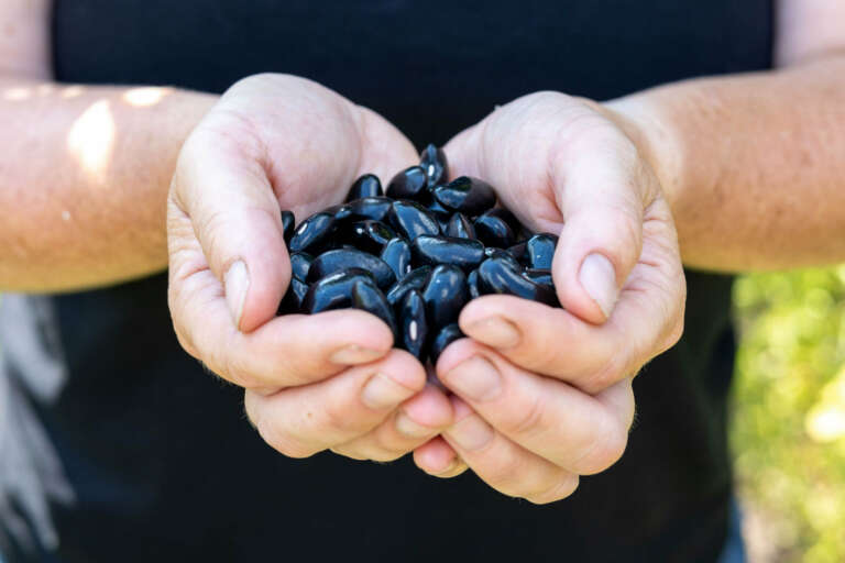 Garden Organic - Discover organic growing