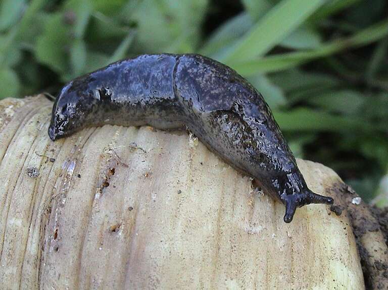 Garden Organic | Slugs and snails