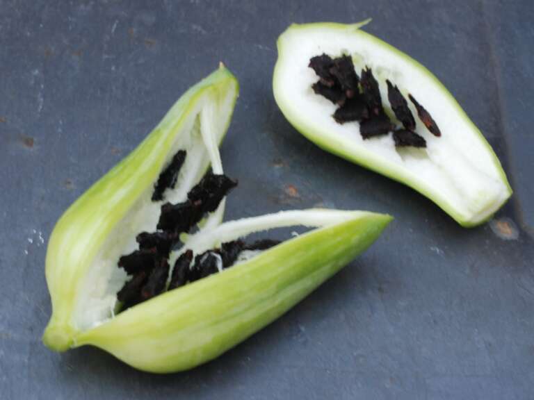 Garden Organic | Achocha (Cyclanthera pedata)