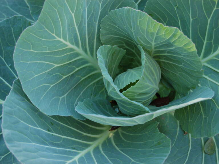 Garden Organic | Cabbage - spring