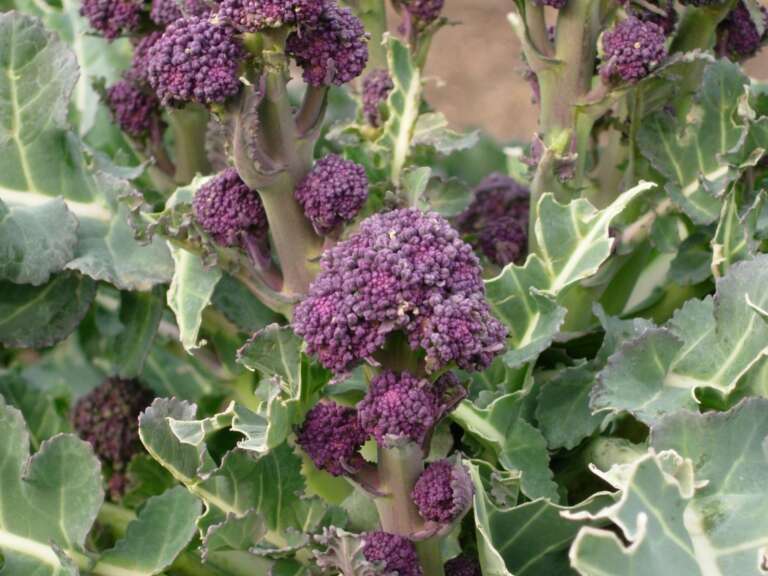 Garden Organic | Sprouting broccoli