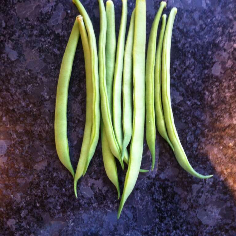 Val's Bean | Garden Organic