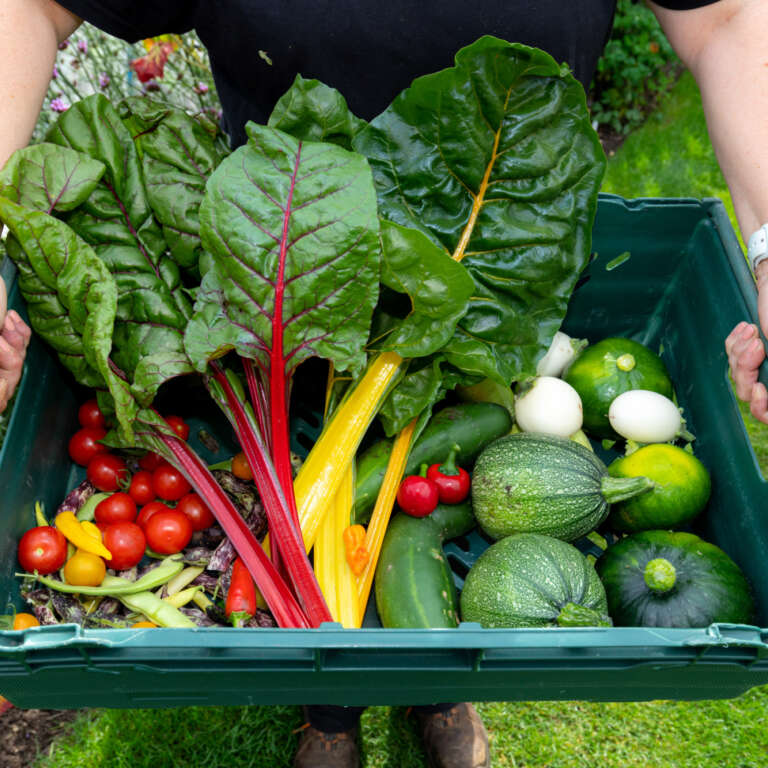 Garden Organic | Harvesting and storage
