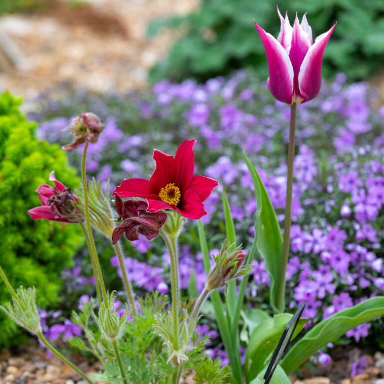 Garden Organic | How to grow flowers