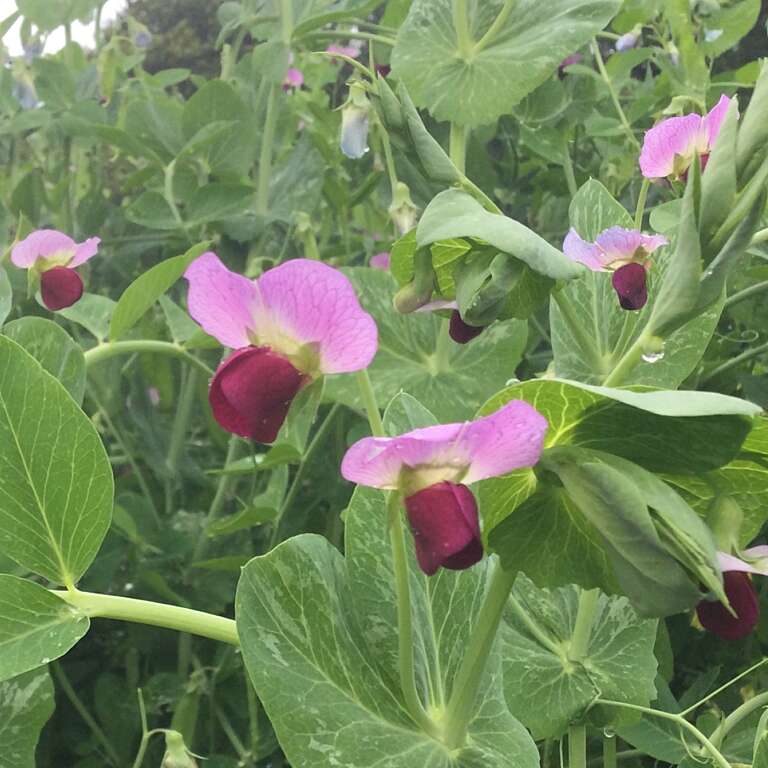 Carlin | Garden Organic