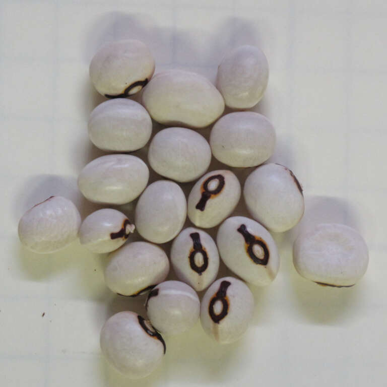 Buckeye Fall Bean | Garden Organic