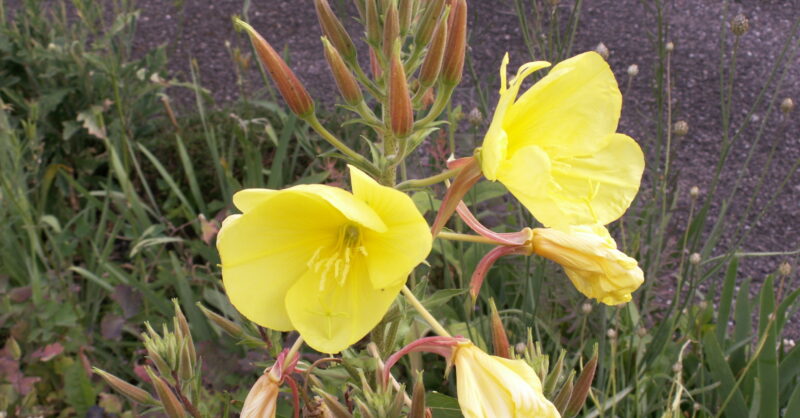 Evening Primrose Leaves Evening Primrose [Oenothera Biennis]