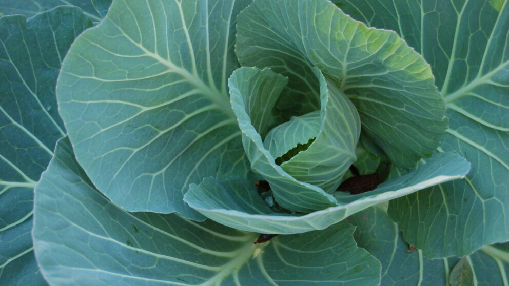 Garden Organic | Cabbage - spring