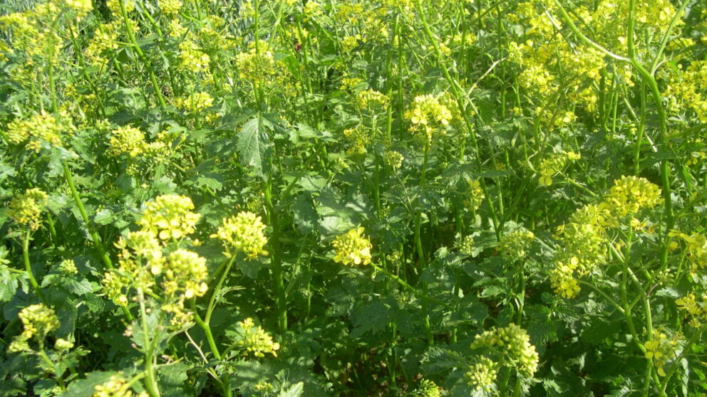 Garden Organic | Mustard