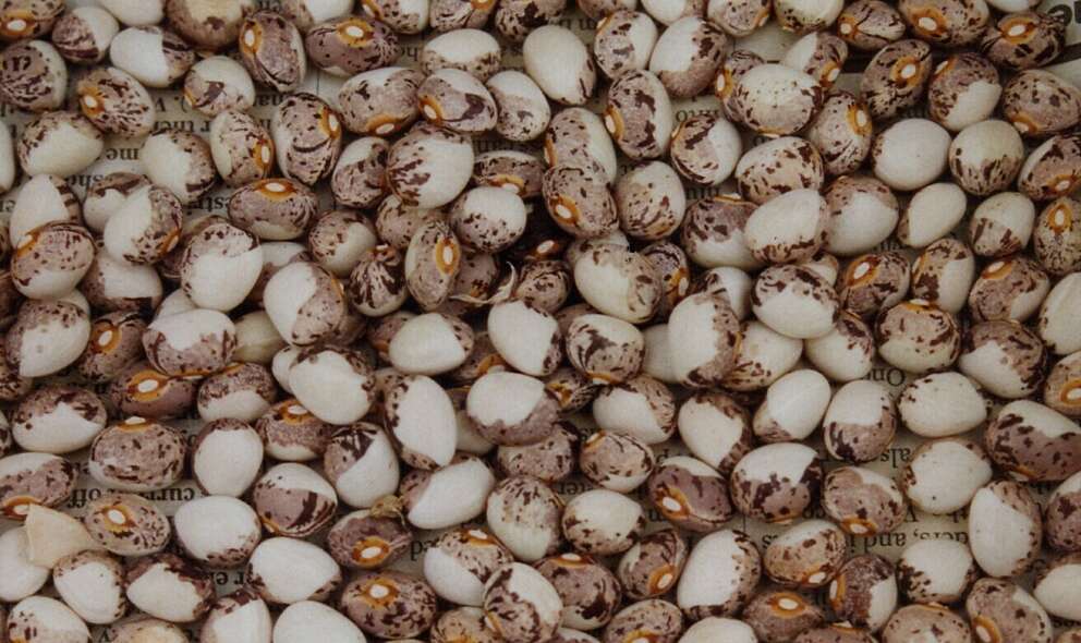 What makes our climbing beans so colourful? | Garden Organic