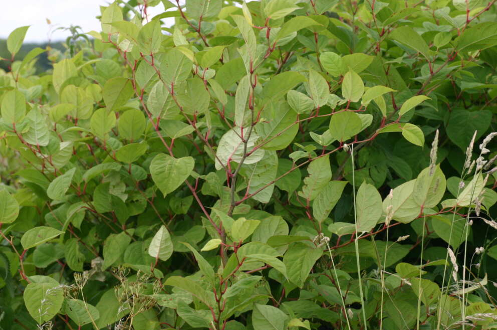 Garden Organic | Japanese knotweed