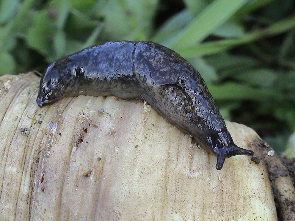 Garden Organic | Slugs and snails