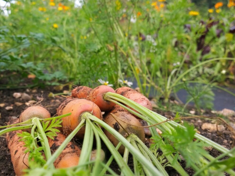 Garden Organic - Discover organic growing